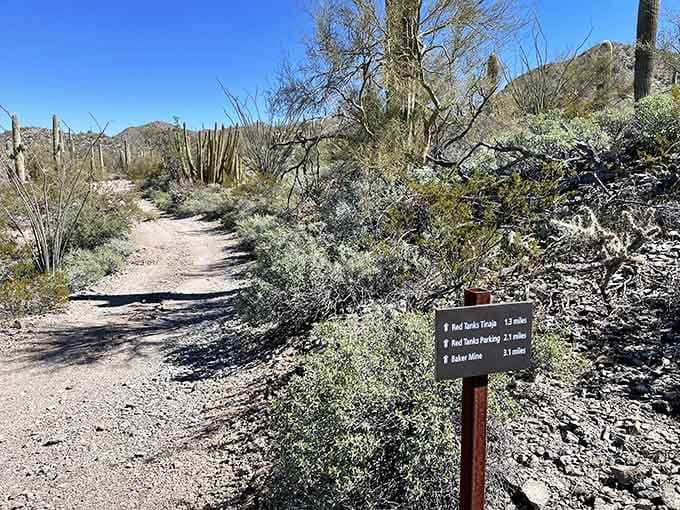These trails wind through desert gardens that make your backyard landscaping look positively amateur by comparison.