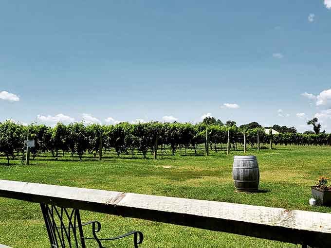 Rows of vines stretching toward blue skies, because South Jersey's been making wine longer than most people realize.