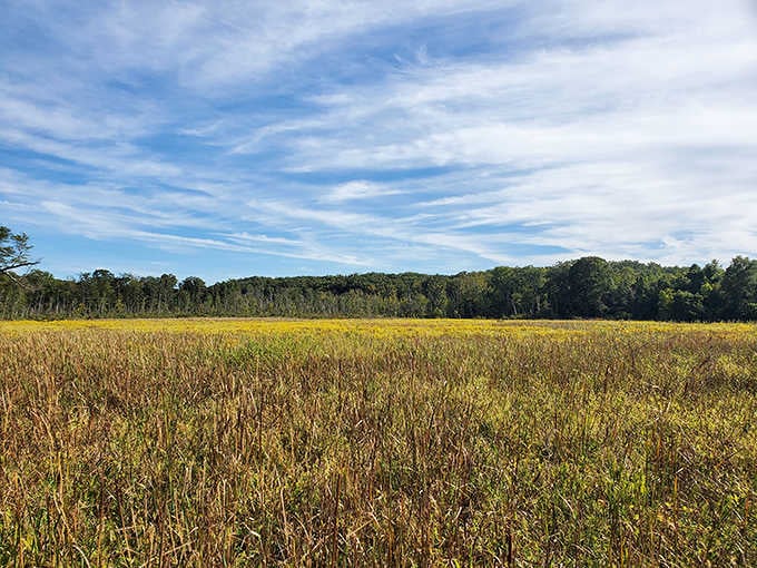 Golden fields stretching to the horizon remind you that Maryland's beauty doesn't require a passport.