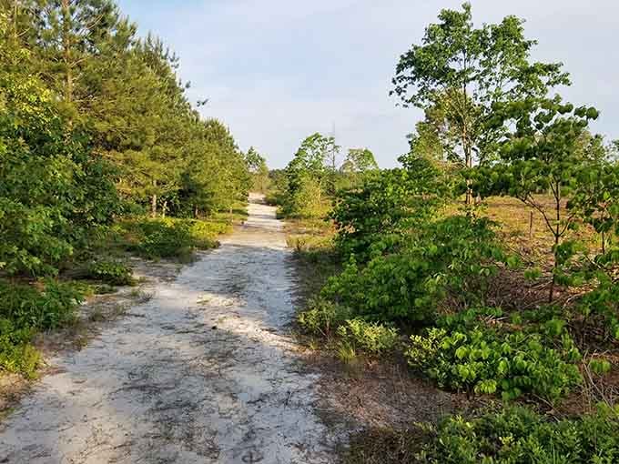 Sandy trails wind through recovering landscapes where nature demonstrates its remarkable resilience and patience.