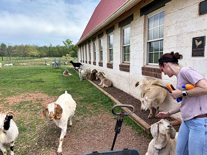 The goat gang at Poplar Spring knows how to work a crowd, especially when treats are involved.