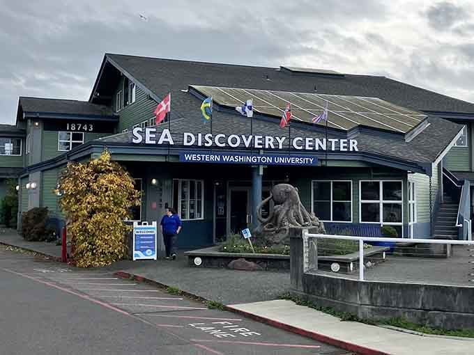 The Sea Discovery Center brings Puget Sound's underwater world to eye level, no scuba certification required.