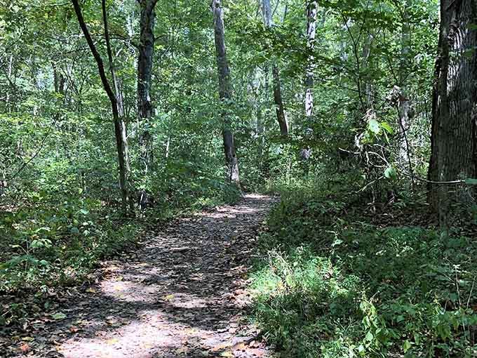 Shaded trails wind through the forest, offering that peaceful escape your stress-filled brain desperately needs right now.