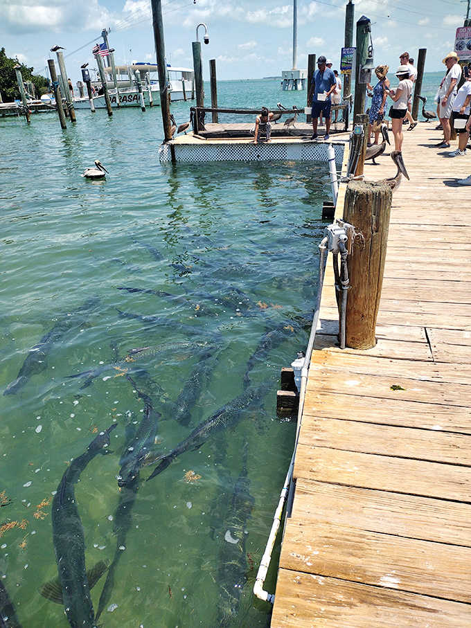 The feeding platform where humans and fish negotiate lunch arrangements with surprising civility and occasional splashing chaos.