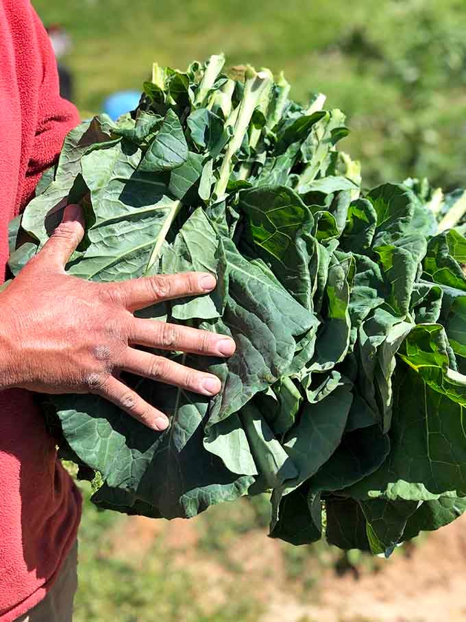 Now that's what collard greens look like before they meet the pot, fresh and magnificent as nature intended.