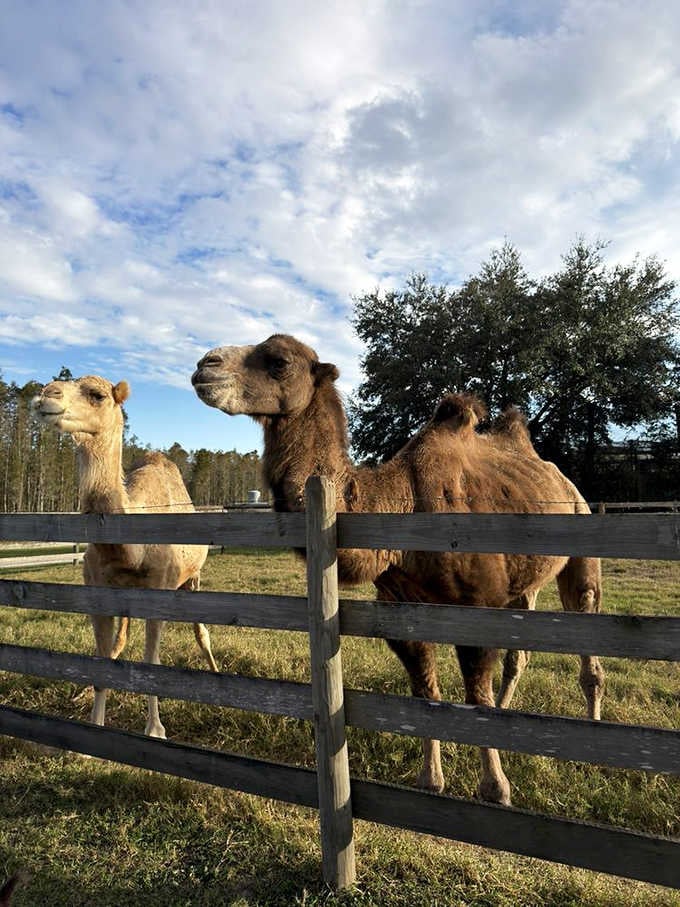 These camels have mastered the art of looking simultaneously majestic and completely over your enthusiasm about seeing them.