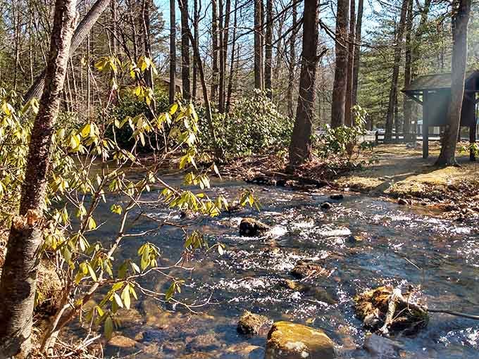 Sunlight filters through the canopy like nature's own spotlight, illuminating this peaceful woodland stream below.