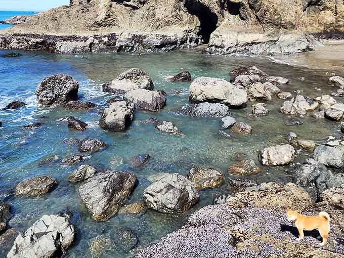 Crystal-clear tide pools reveal an underwater world where starfish and anemones put on their daily show.