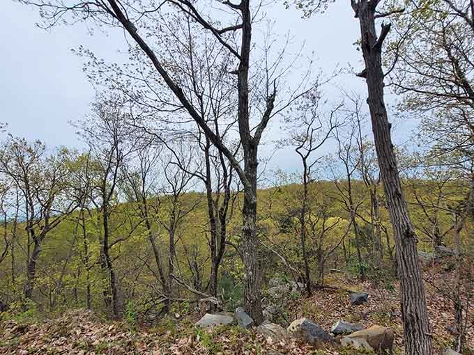 Spring transforms the hillside into a golden tapestry, bare branches revealing the mountain's dramatic contours against blue sky.