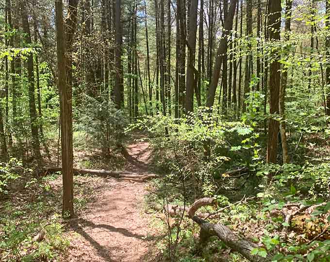 Sometimes the best trails are the ones that let you forget you're exercising while you're actually exercising.