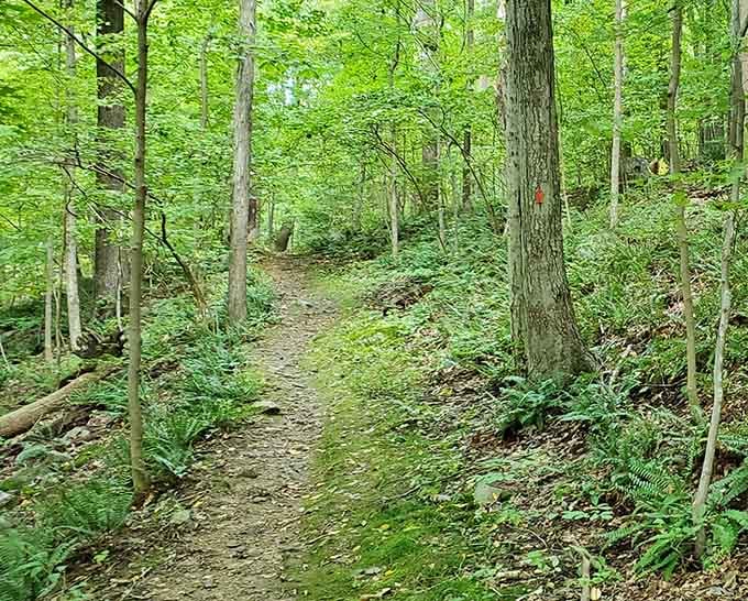 When the trail looks this inviting, even your fitness tracker gets excited about the day ahead.