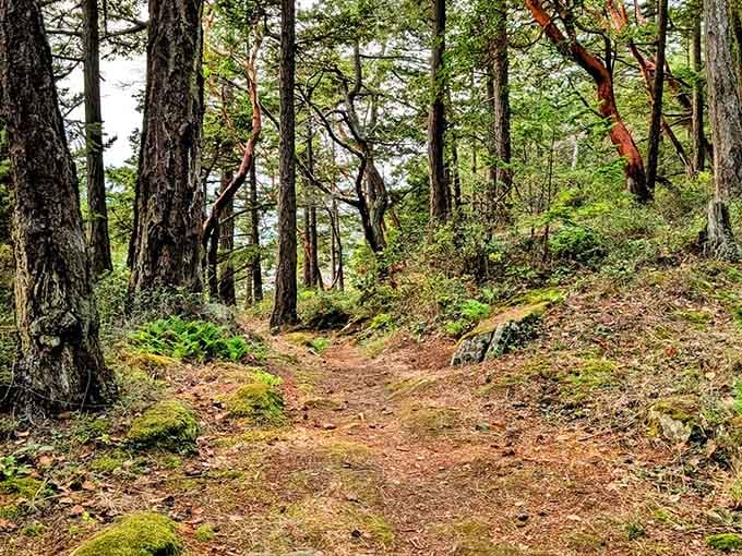 Forest trails carpeted in moss lead you deeper into island magic, where getting lost is half the fun.