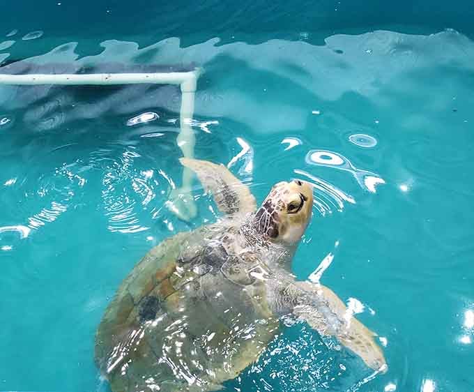 This turtle's living its best life, completely unaware it's about to make everyone's day infinitely better.