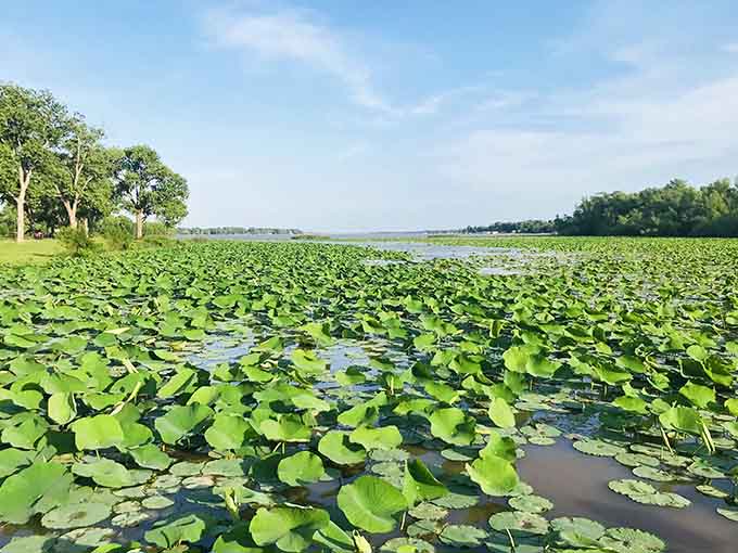 A sea of lily pads creates nature's own green carpet&mdash;no vacuuming required, thankfully.