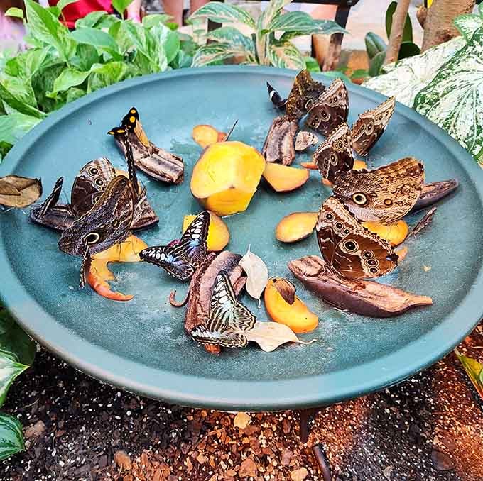 Breakfast is served on the turquoise platter, where butterflies gather like regulars at their favorite diner.