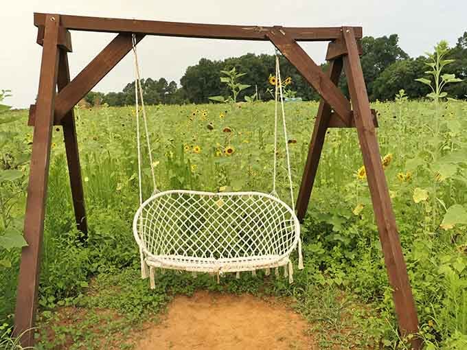 This swing offers front-row seats to nature's most cheerful show, no ticket required for the view.
