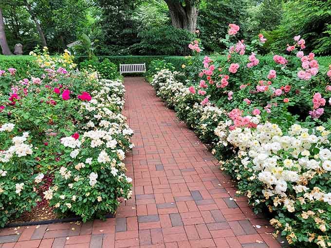 When roses line your path this perfectly, you're either in a romance novel or New Jersey's best-kept secret.