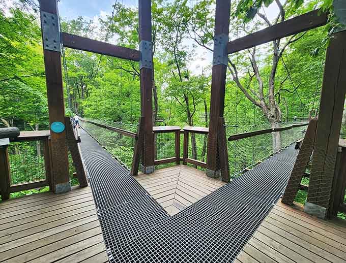 That moment when you realize the forest has better architecture than most shopping malls you've visited.