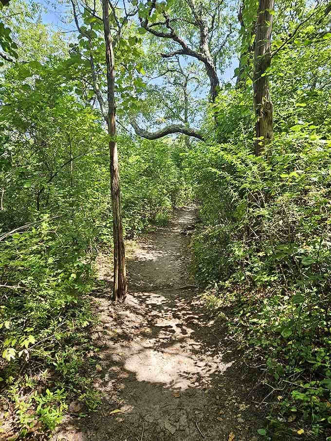 Shaded woodland trails lead you through nature's green tunnel before delivering those knockout coastal views ahead.