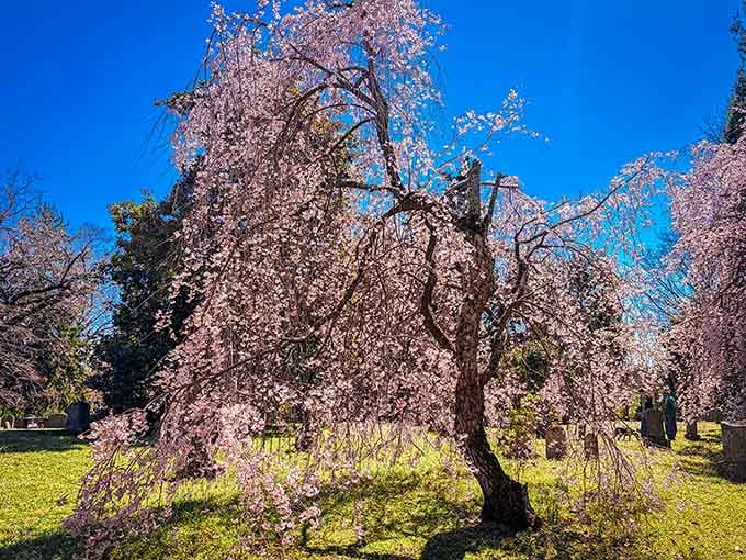 This weeping cherry tree puts on a show that would make any botanical garden jealous.