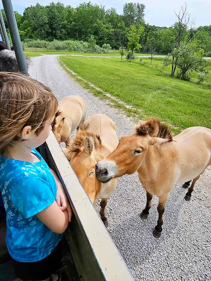 When curious horses approach your safari vehicle, you realize the best zoo has no barriers at all.