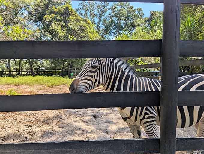 Surprise! The ranch is also home to zebras, because apparently one exotic animal species just wasn't enough.
