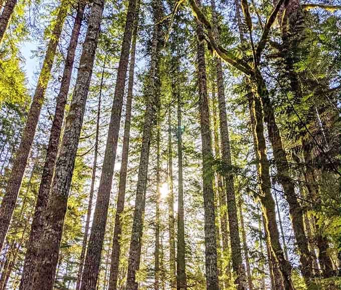 Sunlight filters through centuries-old trees, creating that Instagram-worthy glow your phone camera will absolutely fail to capture properly.