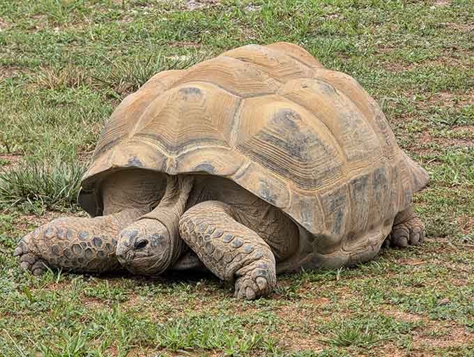 Moving at the speed of wisdom, this tortoise reminds us that slow and steady wins absolutely everything.