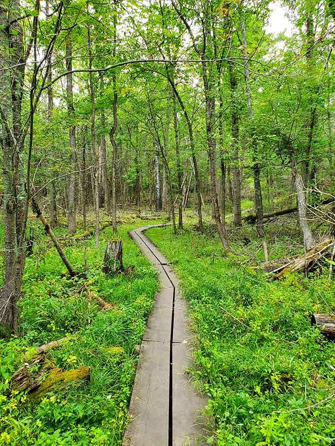 Nature's hallway winds through the wetlands, proving that sometimes the journey really is better than the destination.
