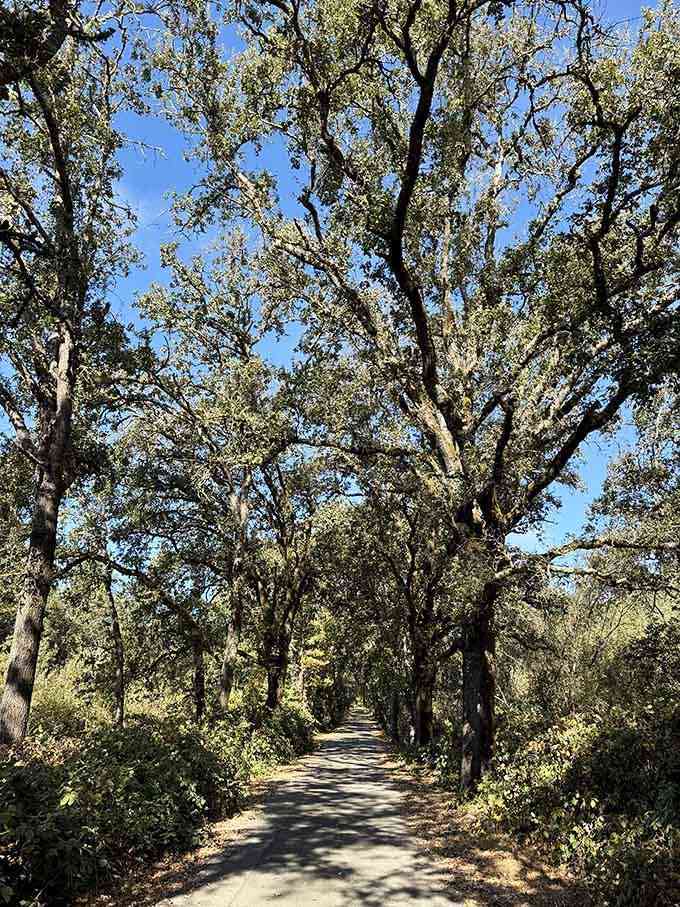 Nature's own cathedral awaits, where dappled sunlight filters through branches like a Spielberg movie scene.