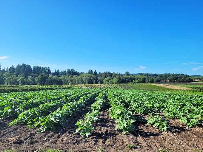 Rows of green promise future harvests, reminding us that patience and dirt create the best summer flavors.
