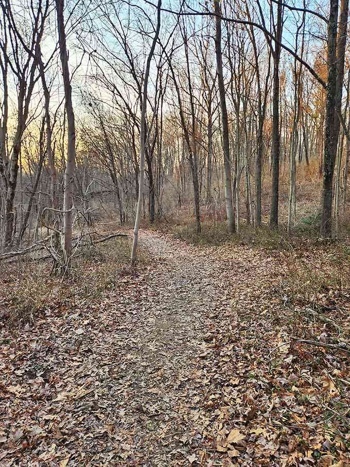 When fall leaves carpet the trail like nature's own welcome mat, inviting you deeper into the woods.