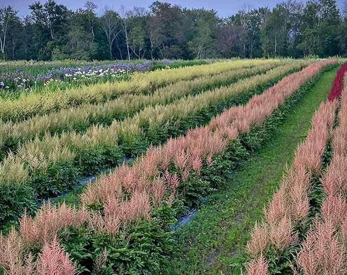 Rows of ornamental grasses creating patterns that belong in an art museum, not a nursery.