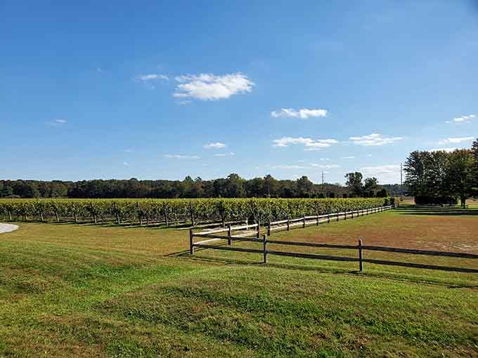 Rows of vines stretching toward the horizon like nature's own meditation garden with better refreshments.