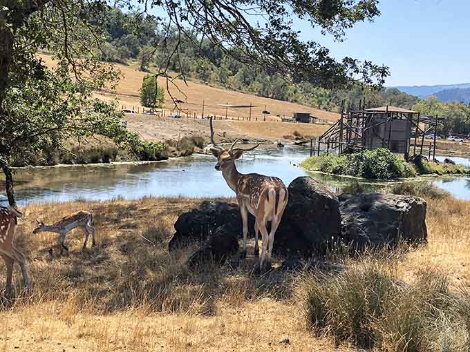 Deer gathering by the water like it's the neighborhood's favorite gossip spot on a sunny afternoon.