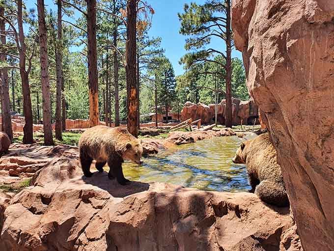 Bearizona's bears lounge by their pool like they're on vacation too, living their absolute best wildlife lives.
