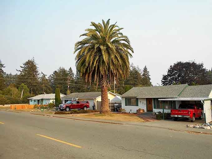 Even this palm tree seems surprised to be thriving this far north in Oregon&rsquo;s mild climate.
