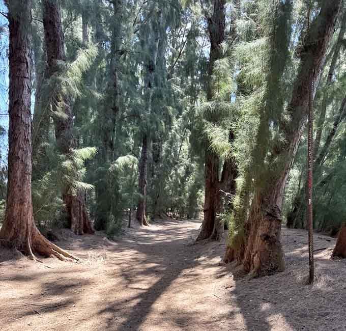These shaded trails offer what every Floridian craves: the ability to walk outside without immediately melting into puddles.