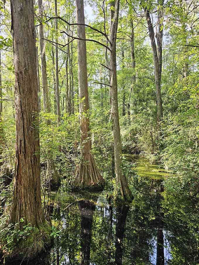 Tea-colored water and cypress knees create a scene straight out of the Paleolithic era, minus the dinosaurs.