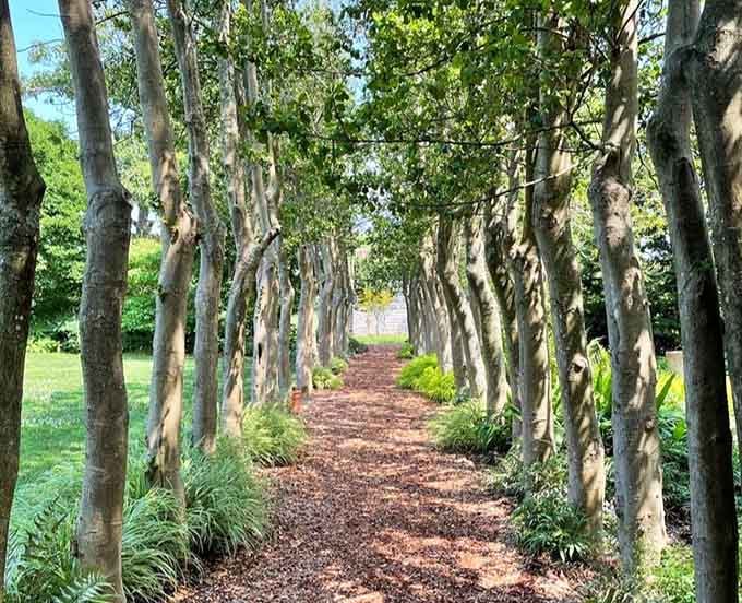 This tree-lined path looks like the entrance to a secret garden where anything could happen next.