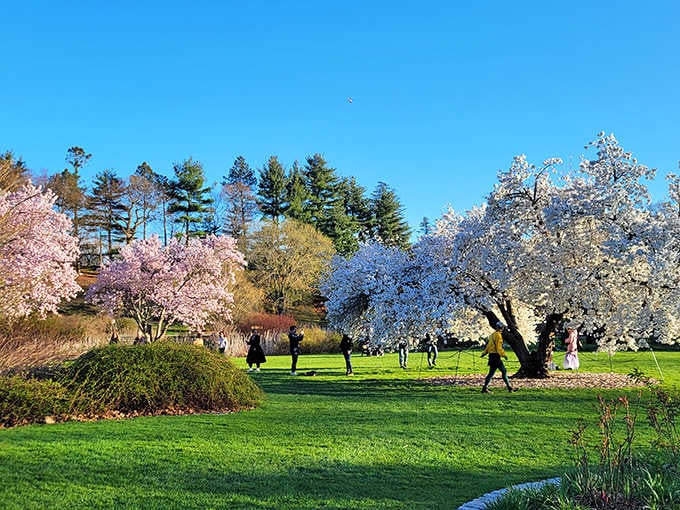 Cherry blossoms explode overhead while visitors gather like pilgrims at nature's most beautiful shrine.