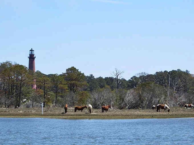 Wild ponies grazing near a historic lighthouse create the kind of scene that makes cameras very happy.