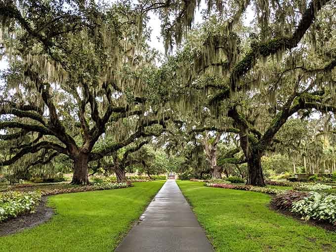 Ancient oaks create a cathedral ceiling that no architect could ever dream up, no matter how hard they tried.