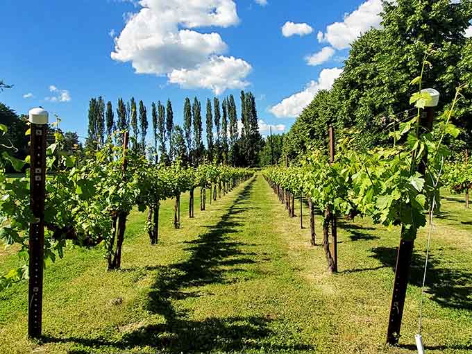 Towering trees and manicured grounds create an elegant estate that's been perfecting Washington wines for generations.