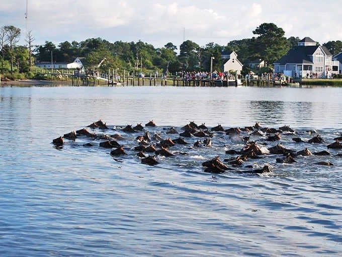 Wild ponies crossing the channel in their annual swim, a spectacle that's part nature documentary and part community celebration.