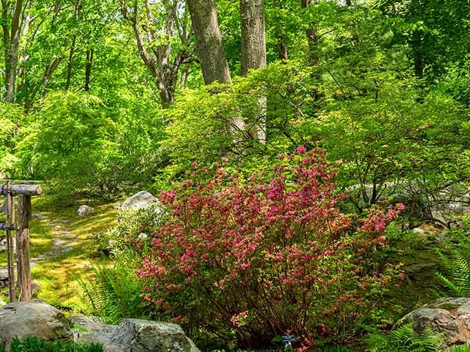 That pop of red against endless green proves Mother Nature understood color theory long before art school existed.
