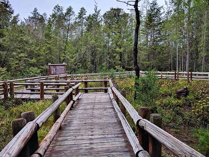 This wooden boardwalk leads you straight into a carnivorous plant wonderland, where nature gets delightfully weird and wonderful.