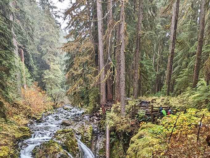 Ancient trees tower overhead while cascading streams tumble through this enchanted forest like liquid silver.