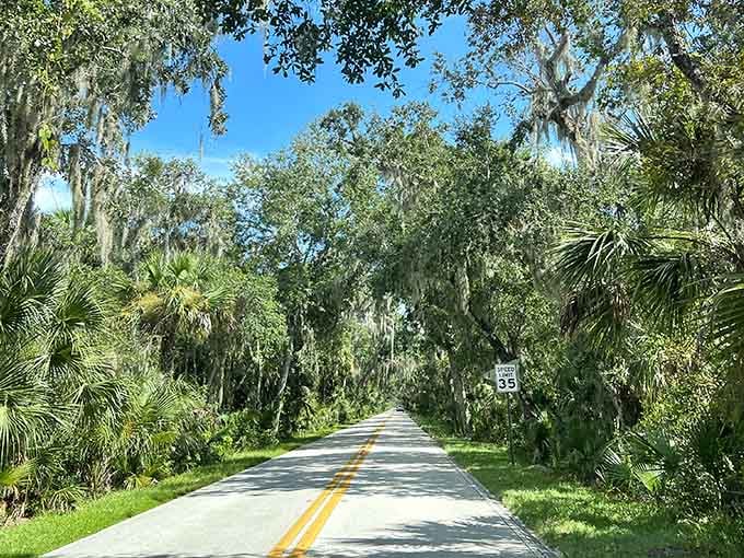 Spanish moss drapes from ancient oaks creating a natural cathedral over this shaded canopy road through time.