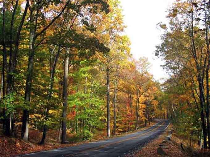 Golden sunlight filters through the canopy, painting this winding road in colors that would make any artist jealous.